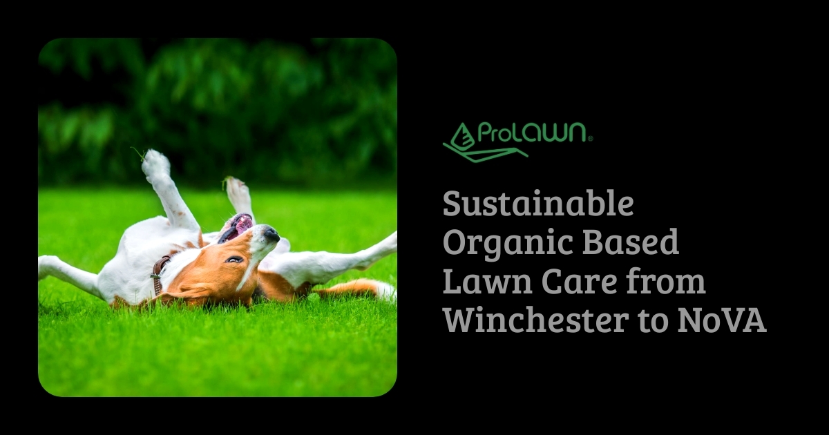 Wiregrass | ProLawn
